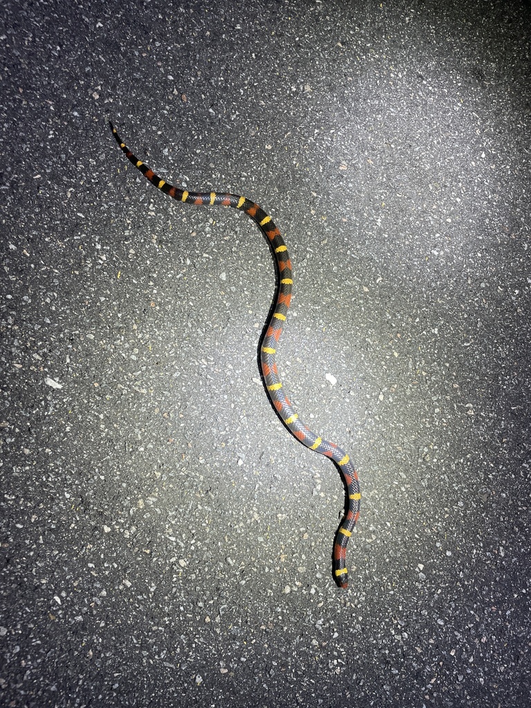 Scarlet Kingsnake in March 2024 by Drew R. Davis, Ph.D. · iNaturalist