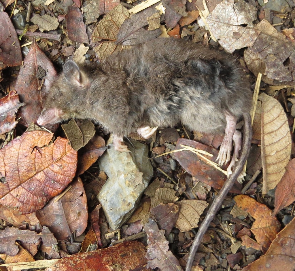 Incan Shrew Opossum from Paucartambo Province, Peru on September 24 ...