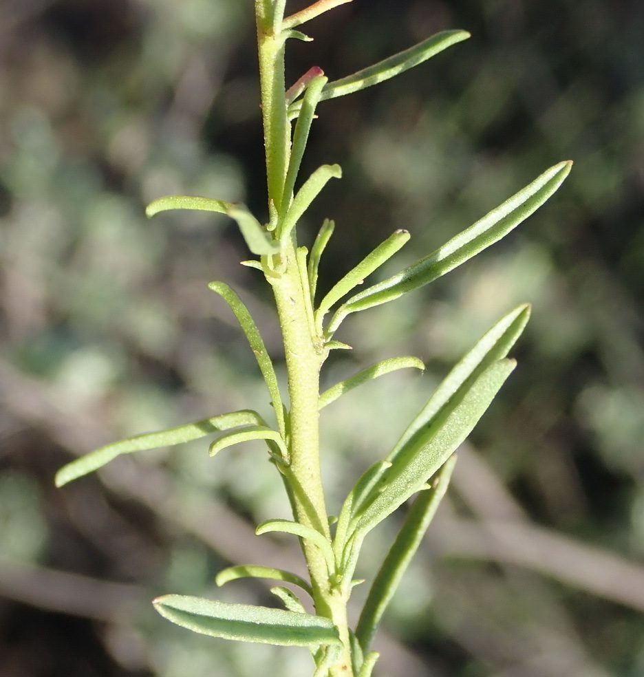 (Hermannia linearifolia) - Botanical Realm