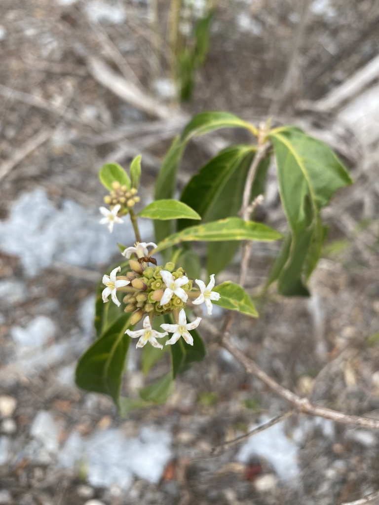 piñuela desde Maxcanú, Yuc., MX el martes, 12 de marzo de 2024 a las 11 ...