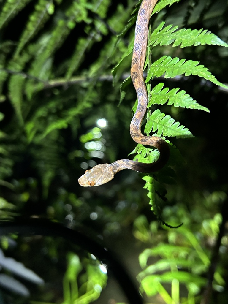 Ornate Cat-eyed Snake from Arenal Volcano National Park, San Carlos ...