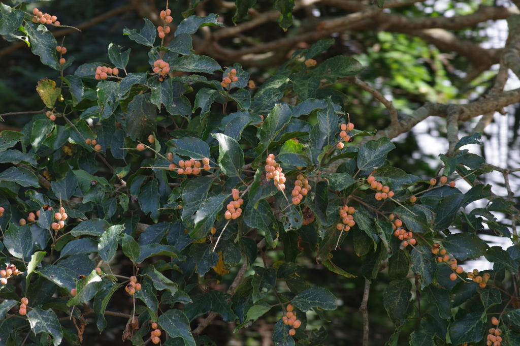forest fever-berry from Umkomass to Pennington along the R102, KwaZulu ...