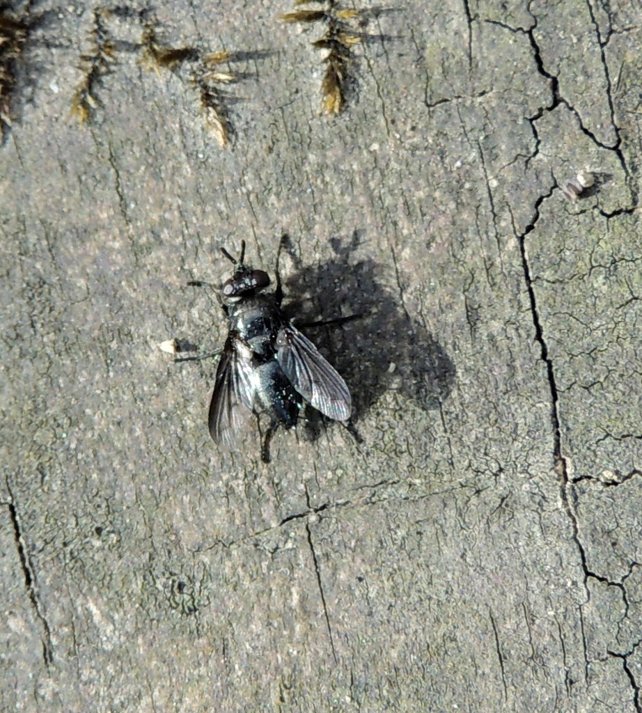 Voriini from Белград, Сербия on March 10, 2024 at 03:39 PM by Sokolov ...