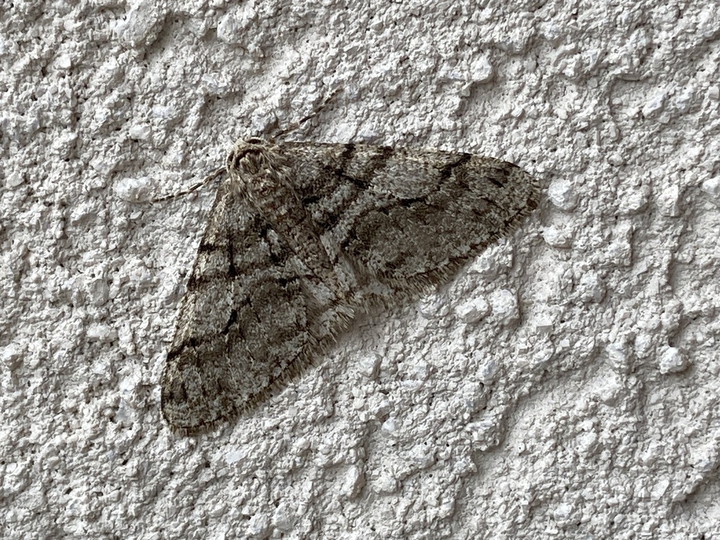 Half-wing Moth from Fort Couch Rd, Bethel Park, PA, US on March 13 ...
