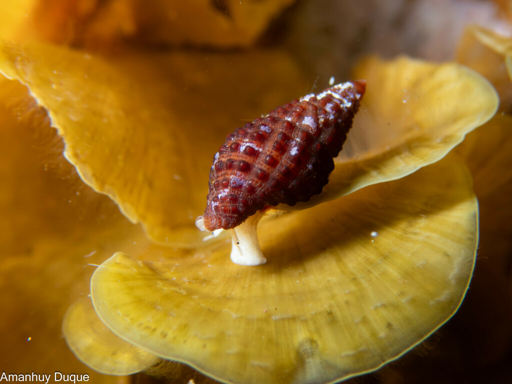 Trachypollia turricula (Tenerife Snails) · iNaturalist