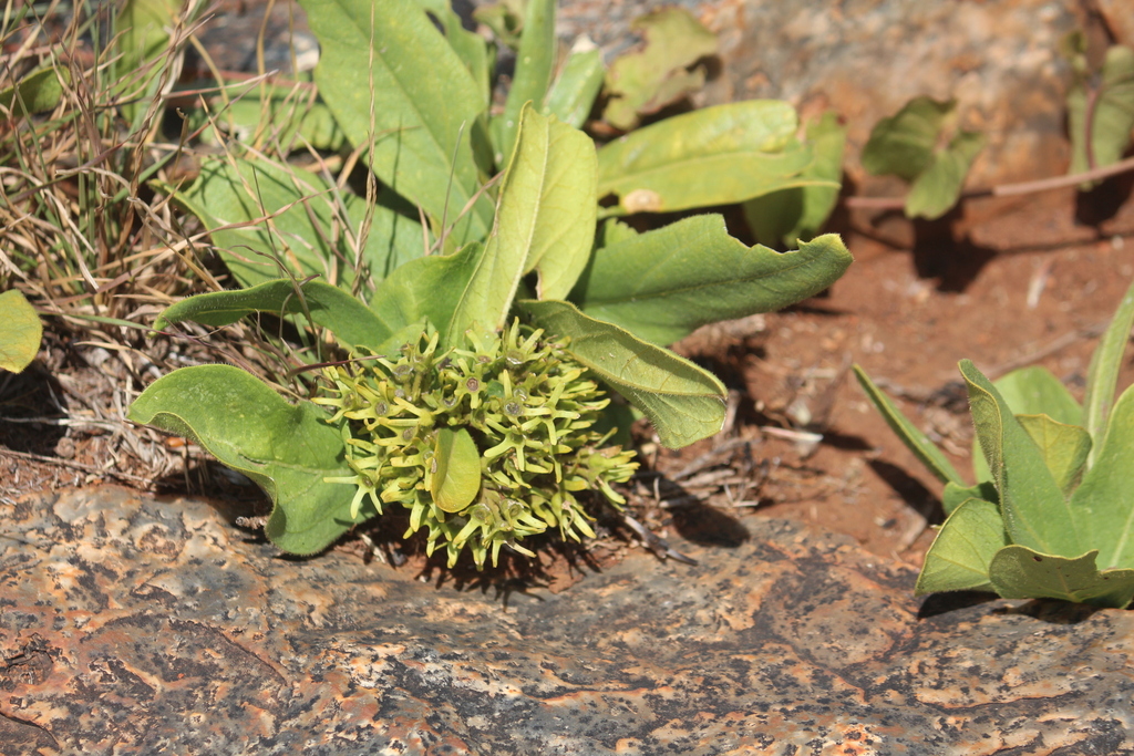 Pygmy Sand Apple from West Rand District Municipality, South Africa on ...