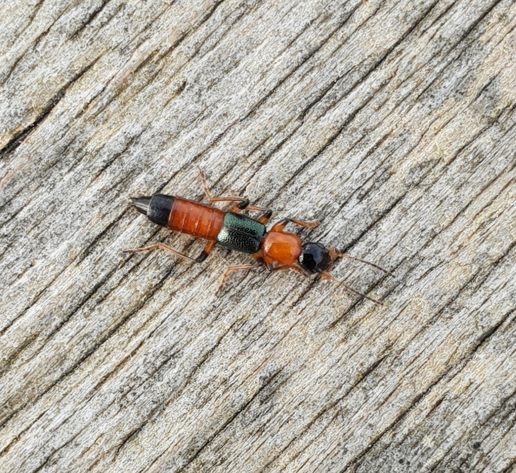 Paederus riparius from Oudalle, France on March 13, 2024 at 06:57 PM by ...