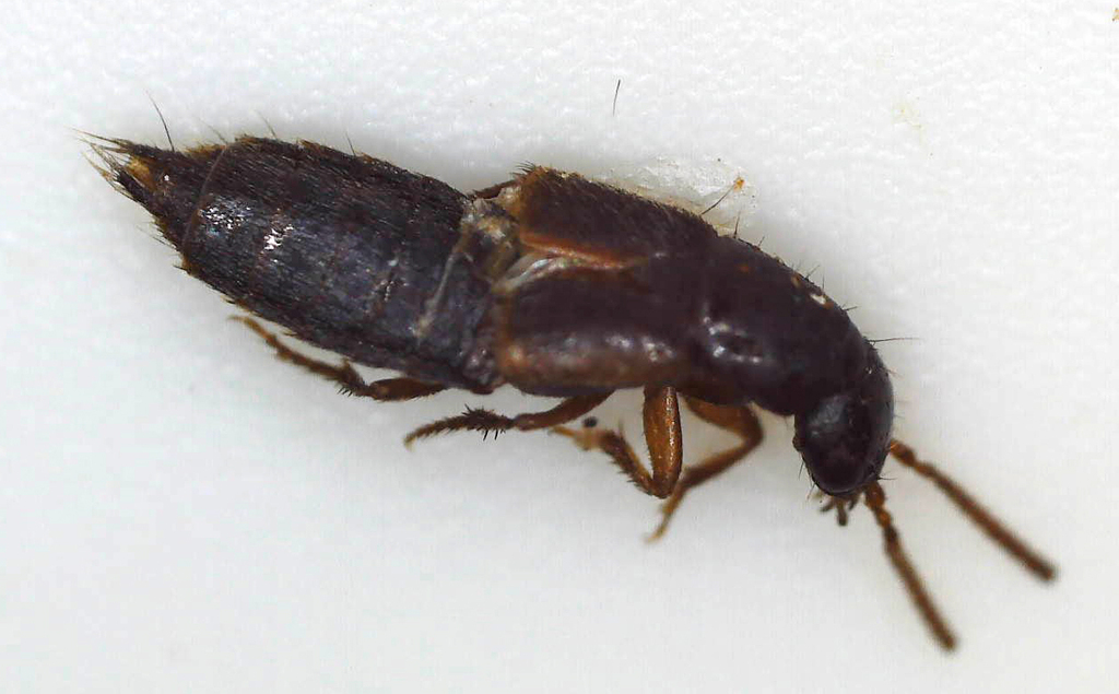 Rove Beetles from Serowe Botswana on March 11, 2024 by Botswanabugs. in ...