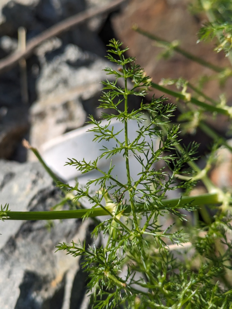 fennel from Corona, CA, USA on February 24, 2024 at 03:11 PM by Kyle ...