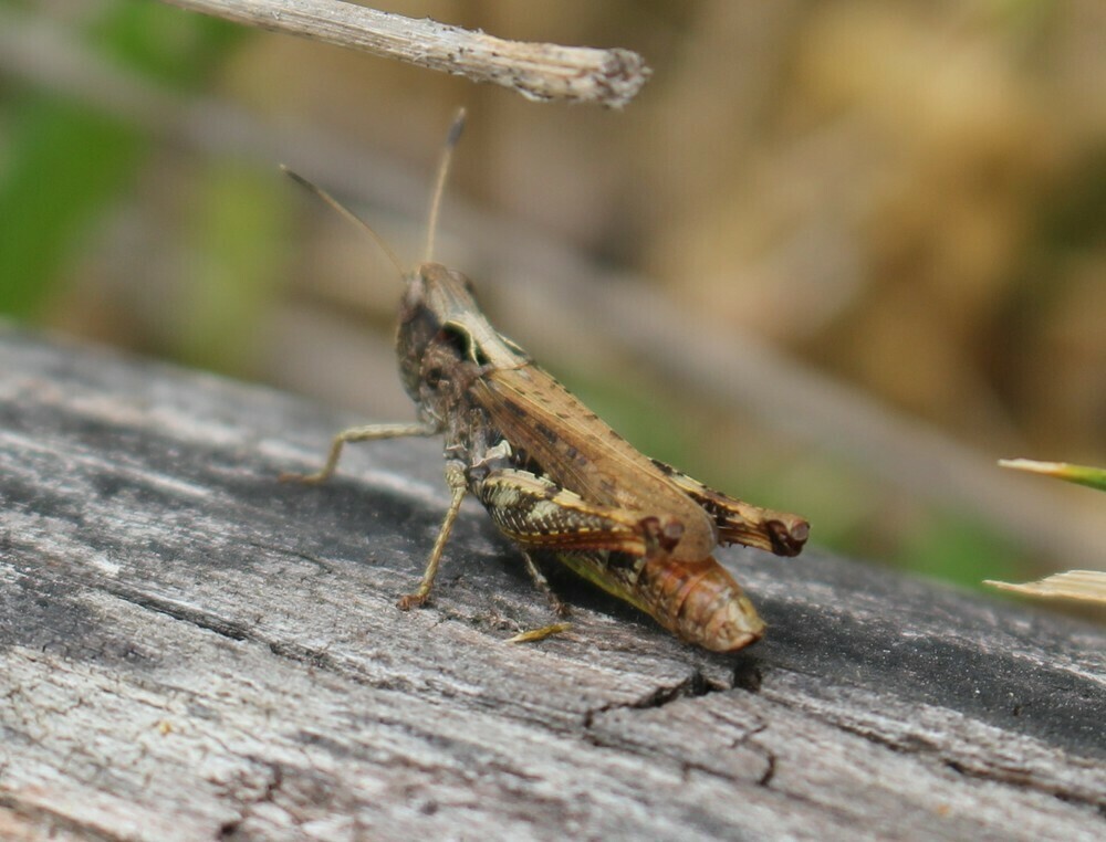 Rufous Grasshopper from 56 Höhr-Grenzhausen, Deutschland on August 1 ...