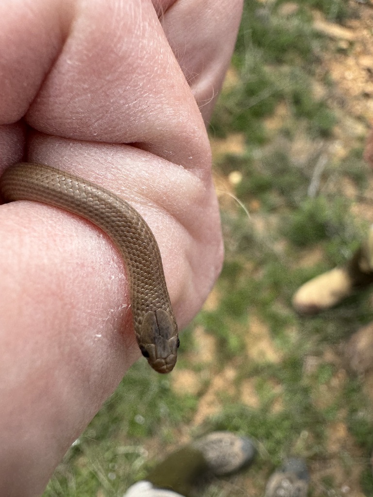 Ground Snakes from San Saba County, TX, USA on March 13, 2024 at 12:00 ...