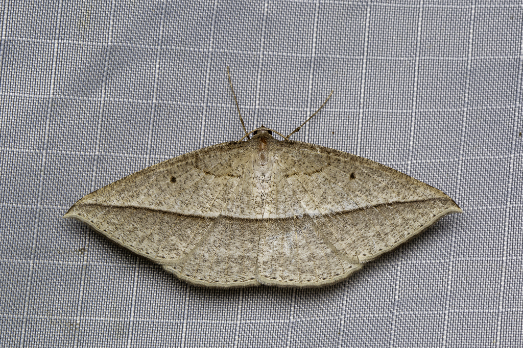 Geometer Moths from MCM Nature Discovery Villa (Stephen's Place ...