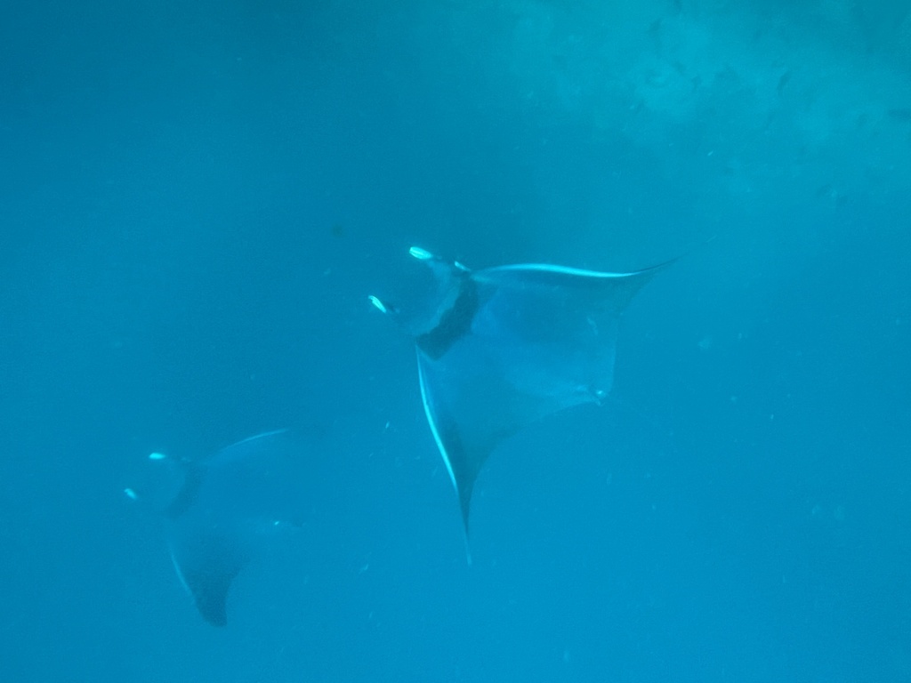 Bentfin Devil Ray in March 2024 by Ryan Cuzalina · iNaturalist