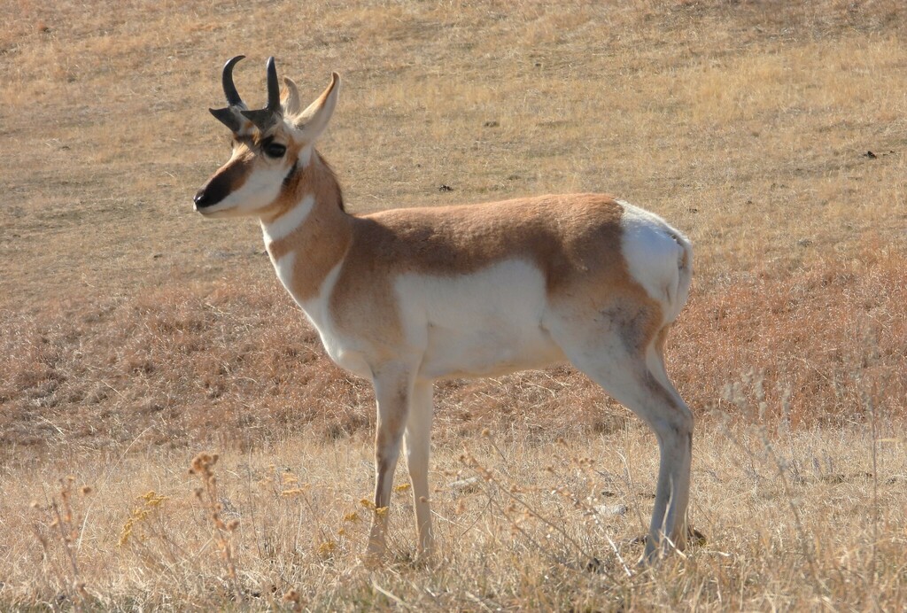 Pronghorn from Custer State Park, South Dakota, USA on March 8, 2024 at ...