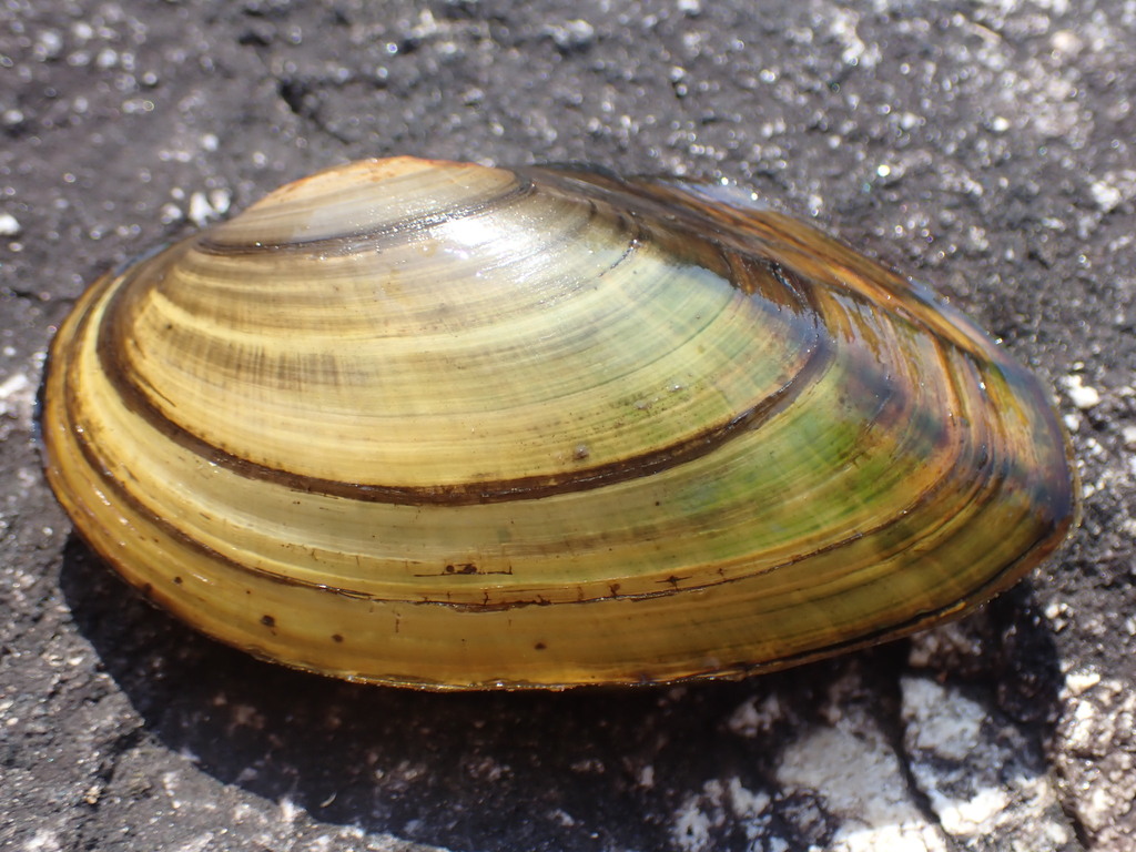 Eastern Floater (Bivalves of the United States Pt.1) · iNaturalist