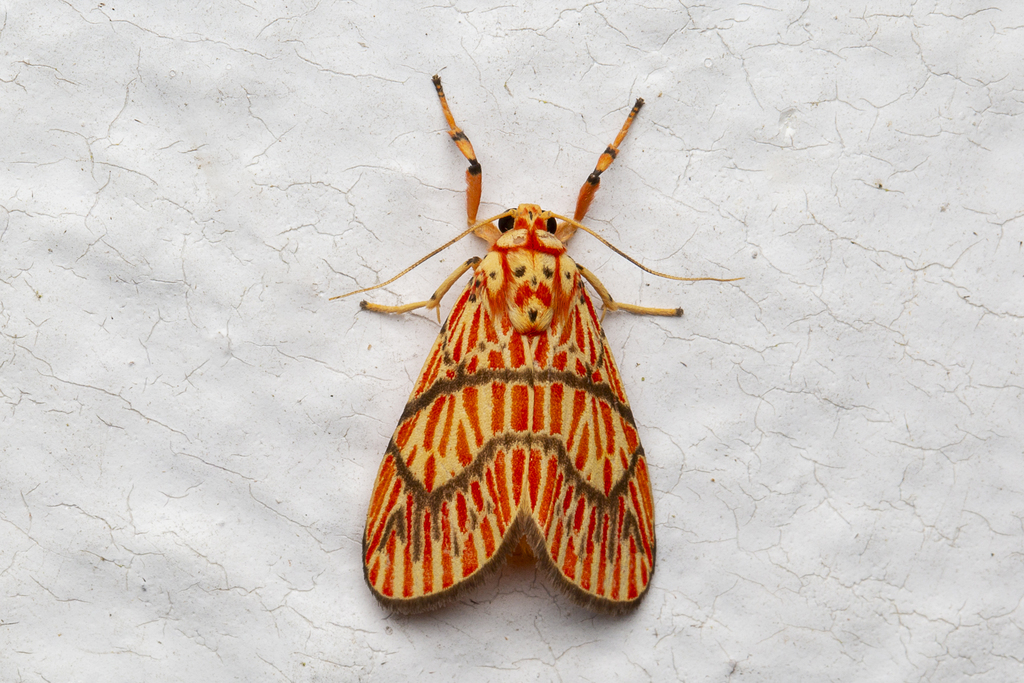 Barsine cornicornutata from MCM Nature Discovery Villa (Stephen's Place ...