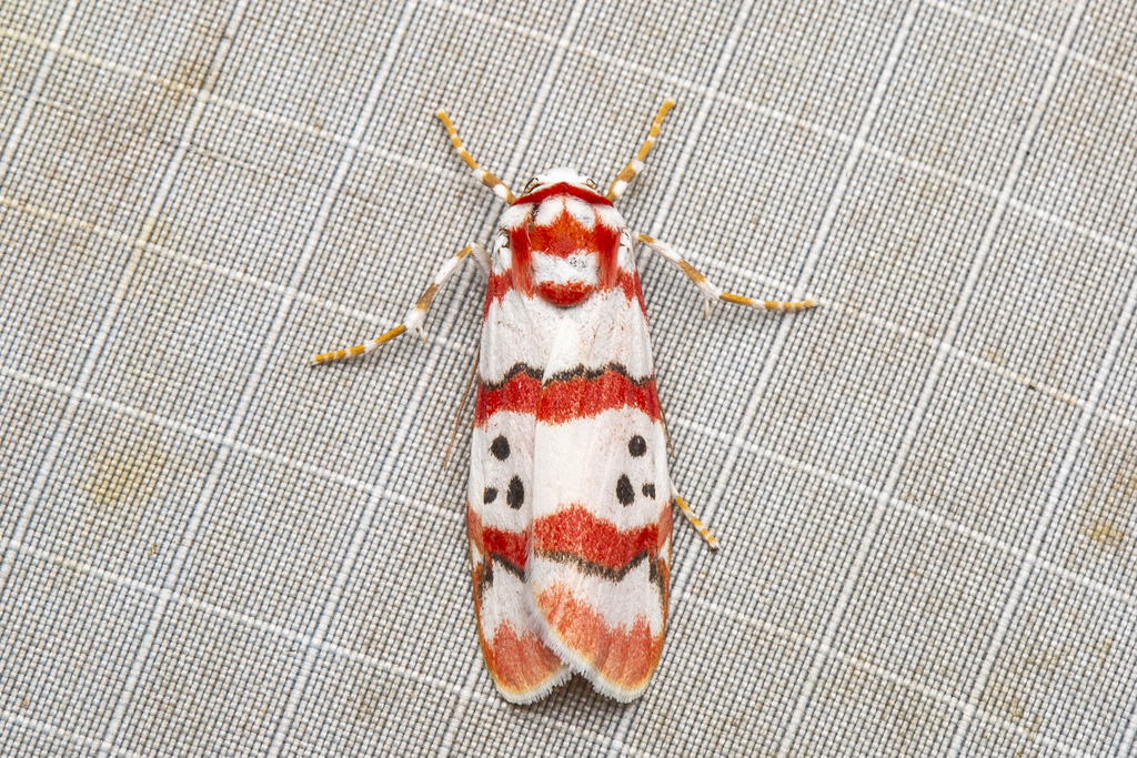 Cyana malayana from MCM Nature Discovery Villa (Stephen's Place ...