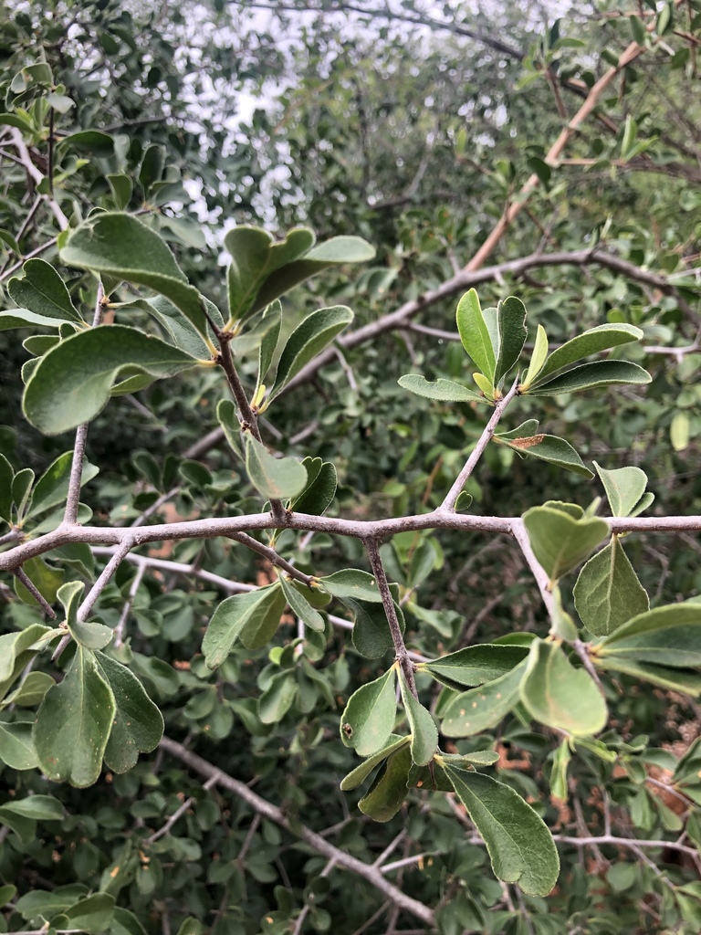 Large-Flowered Spike-Thorn (Gymnosporia putterlickioides ...