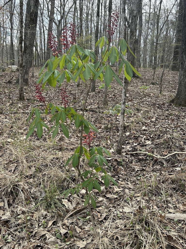 Red Buckeye from Chewacla State Park Auburn Alabama USA on March 13 ...
