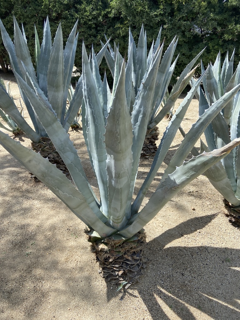 American century plant from Bob Hope Dr, Rancho Mirage, CA, US on March ...