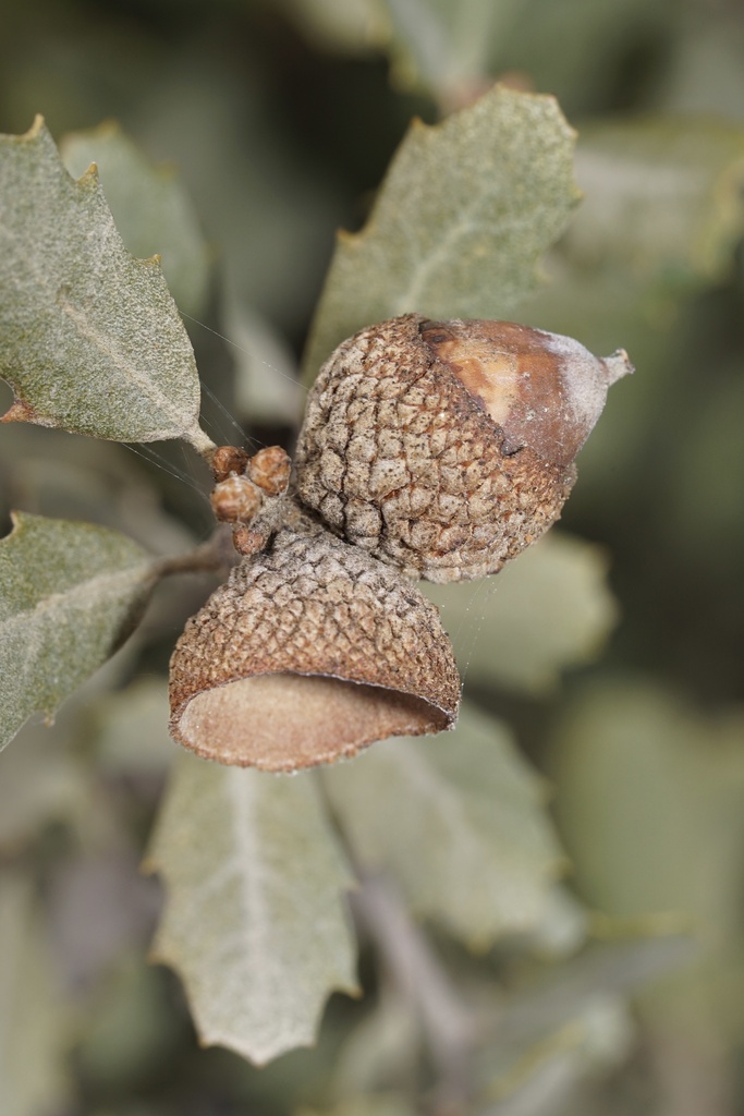 Torrey's Hybrid Oak from McCain Valley Rd, Boulevard, CA, US on March 7 ...