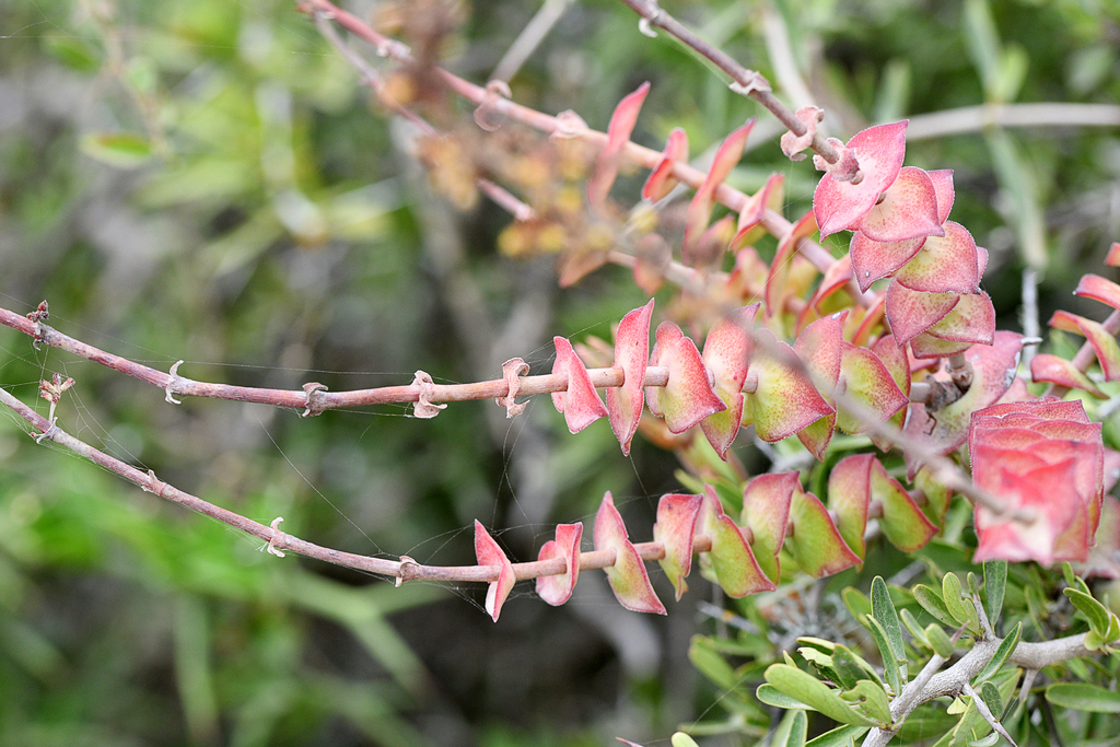 Concertina Plant in December 2023 by Marie Delport · iNaturalist