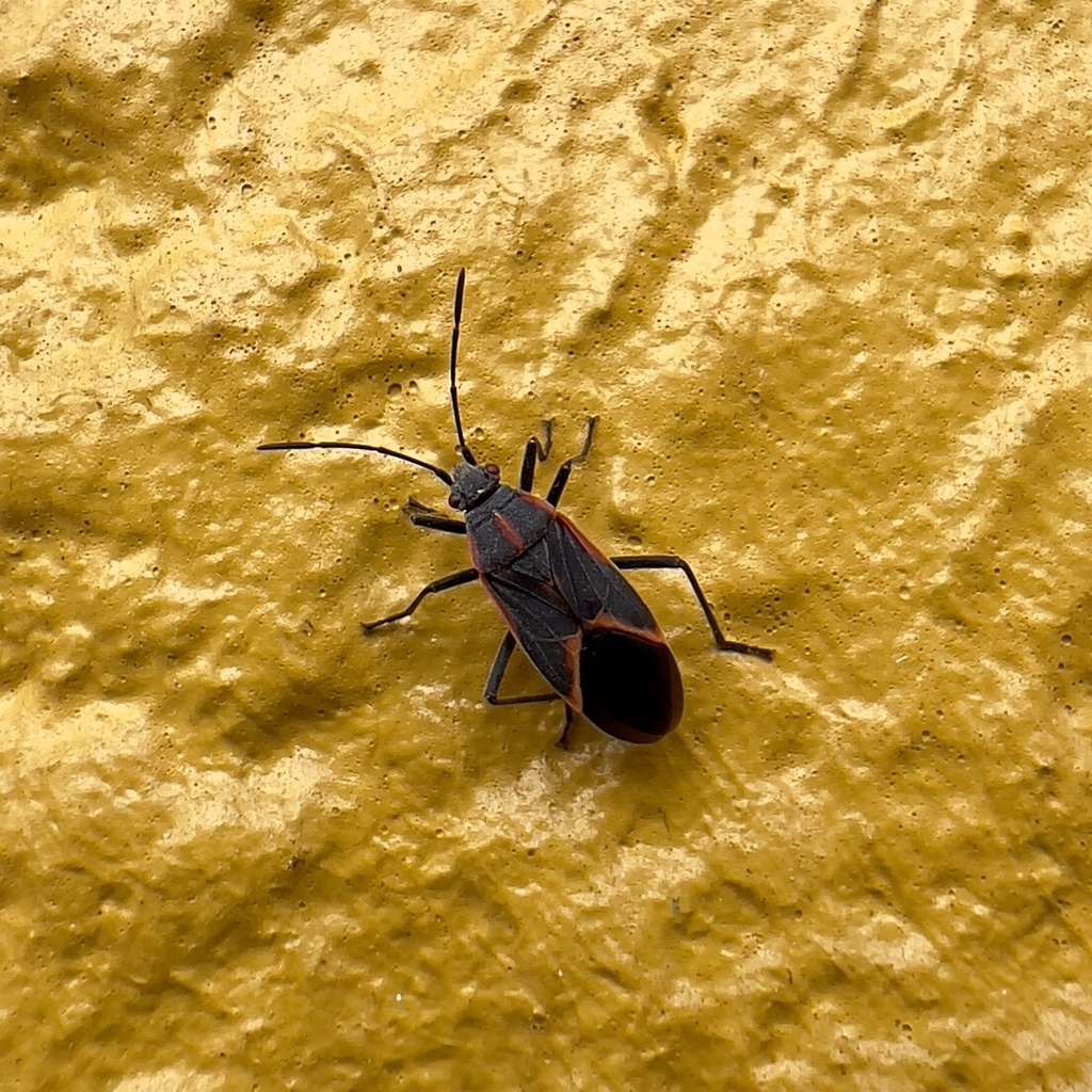 Eastern Boxelder Bug in March 2024 by Gemma Wyatt & Sean Riha · iNaturalist