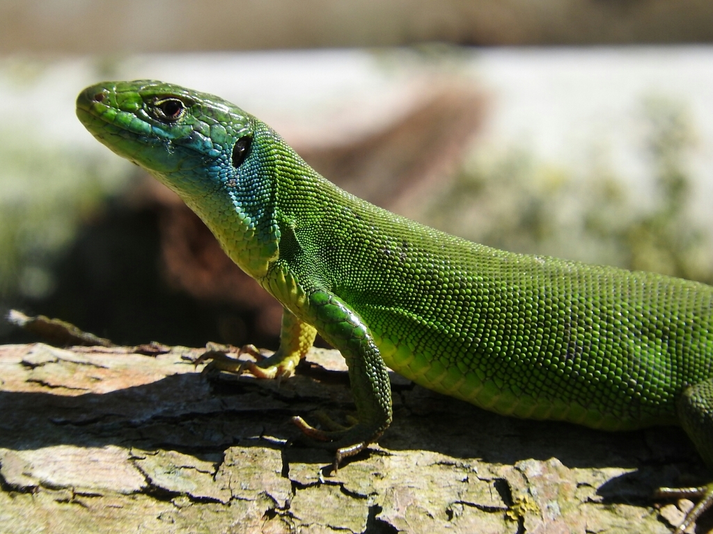 Western Green Lizard (Wildlife of the United States - Reptiles ...