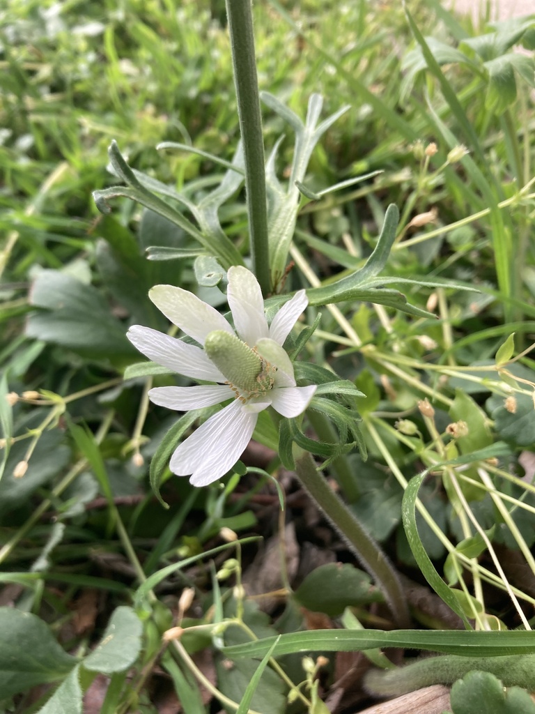 Tenpetal Anemone from Wellington Dr, Austin, TX, US on March 13, 2024 ...