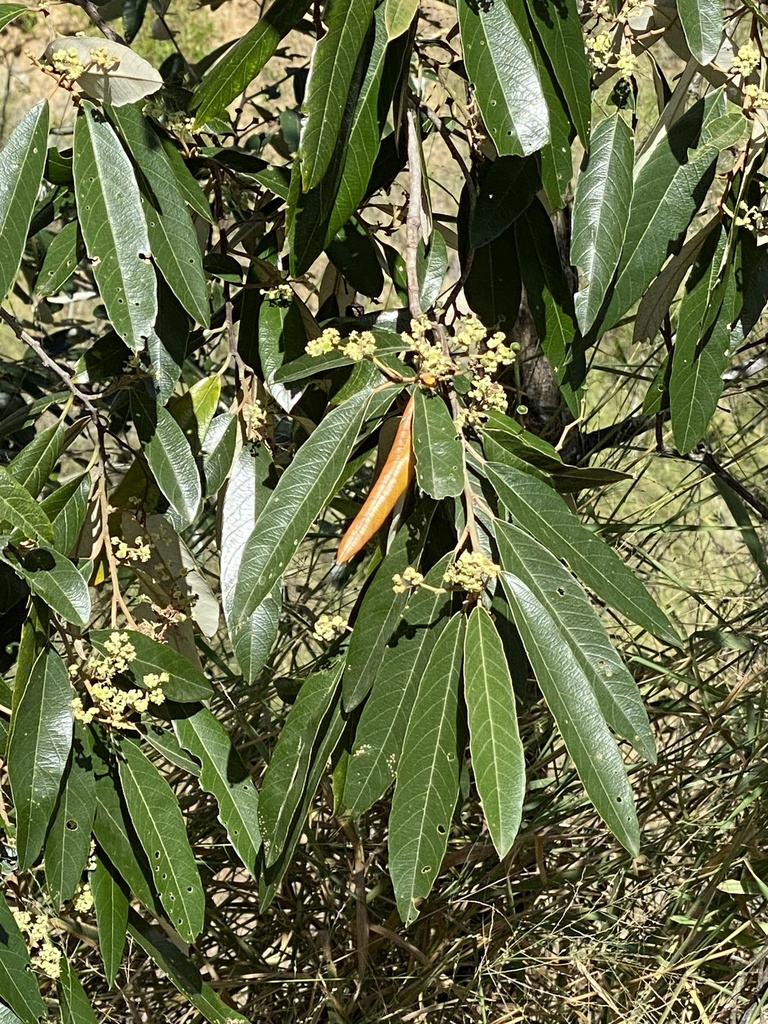 Red Ash in March 2024 by joeth93 · iNaturalist