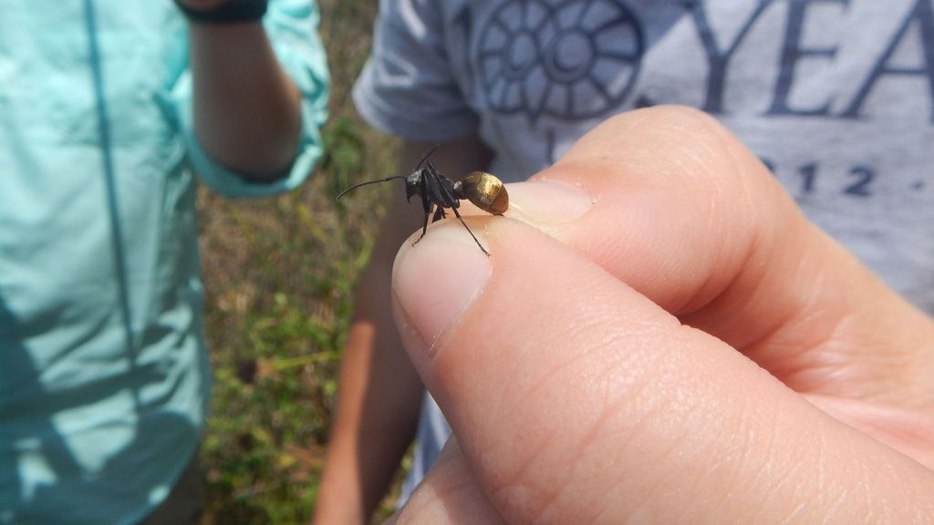 Shimmering Golden Sugar ant from Rio On pools, Cayo, Belize on May 15 ...