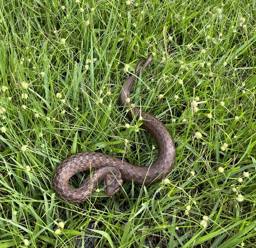 (Mesotes) - Snakes and Lizards