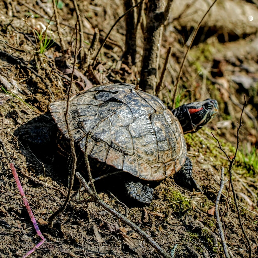 Red-eared Slider from Colonial Village, Washington, DC, USA on March 12 ...