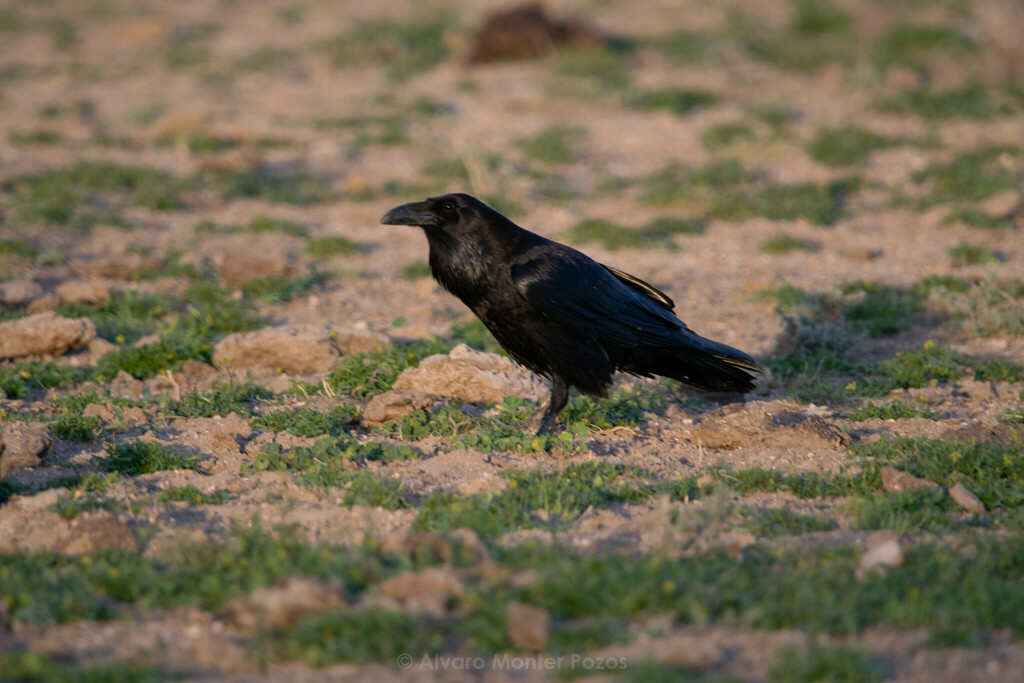 Crows and Ravens from Saltillo, Coah., México on February 26, 2024 at ...