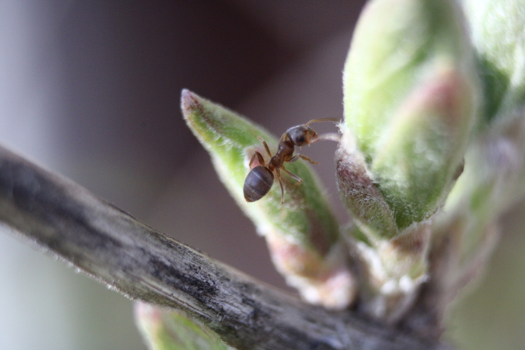 Turfgrass Ant in March 2024 by Matthew Lindsey · iNaturalist