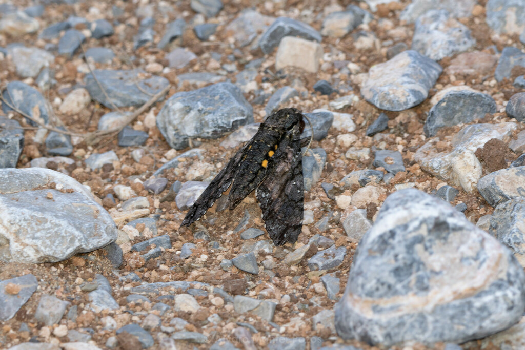 Giant Sphinx from Saltillo, Coah., México on February 27, 2024 at 09:56 ...