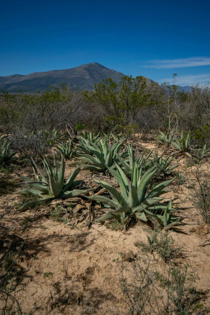 Rough century plant from Saltillo, Coah., México on February 27, 2024 ...