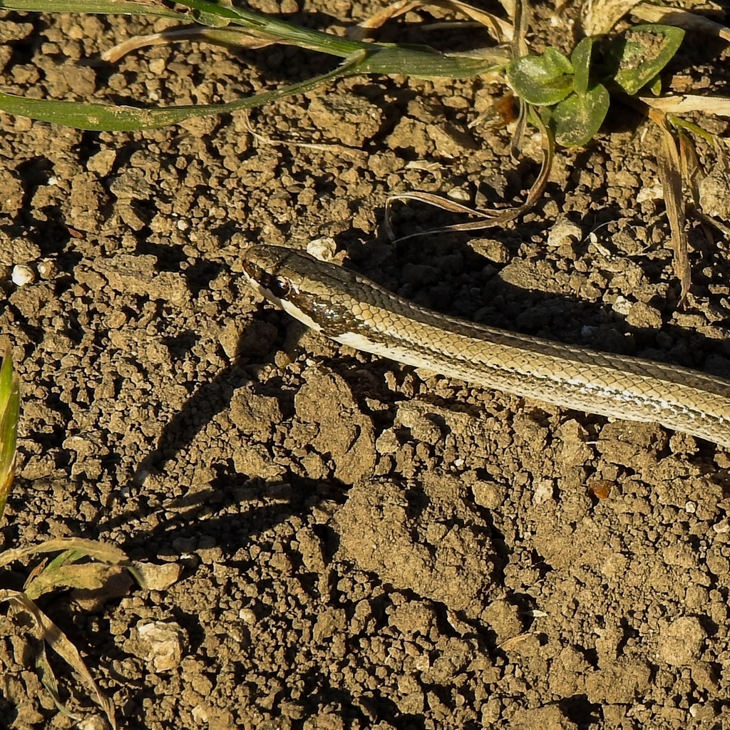 Wide Ground Snake from E3190, Entre Ríos, Argentina on October 27, 2020 ...