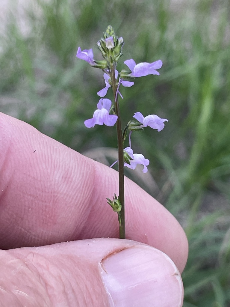 blue toadflax from Weiman Rd SE, Palm Bay, FL, US on March 10, 2024 at ...