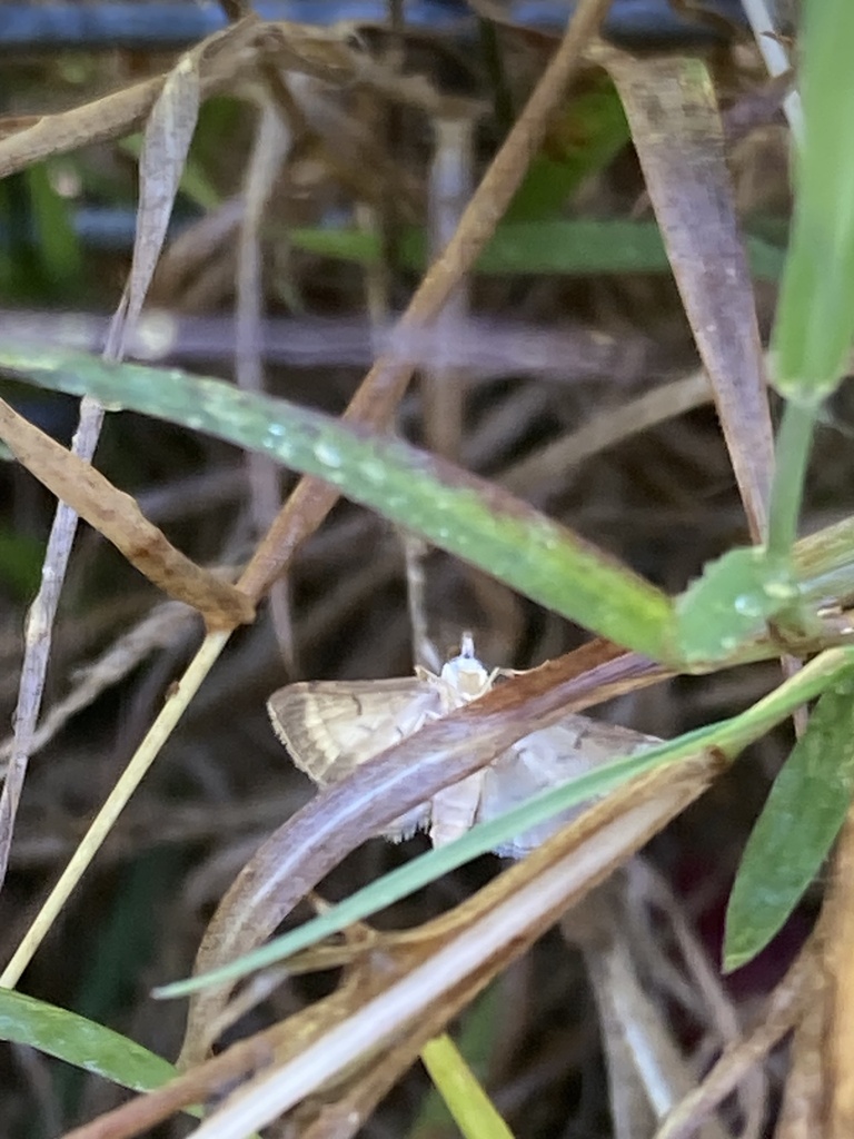 Lesser Rice-leafroller from Burraneer Rd, Coomba Park, NSW, AU on March 14, 2024 at 09:08 AM by ...