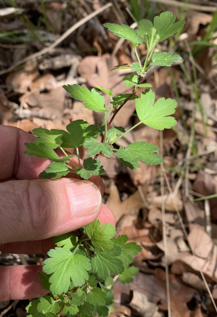 Granite Gooseberry from Emory, TX, US on March 13, 2024 at 12:32 PM by ...