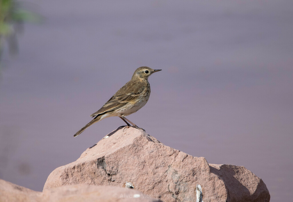 American Pipit from Saltillo, Coah., México on February 28, 2024 at 10: ...