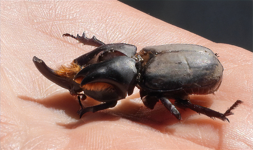 Diloboderus abderus from Aguada, 11800 Montevideo, Montevideo ...