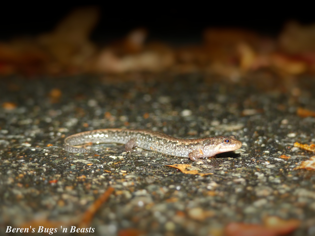 Wolf Dusky Salamander in November 2023 by Beren Erkan (herper ...