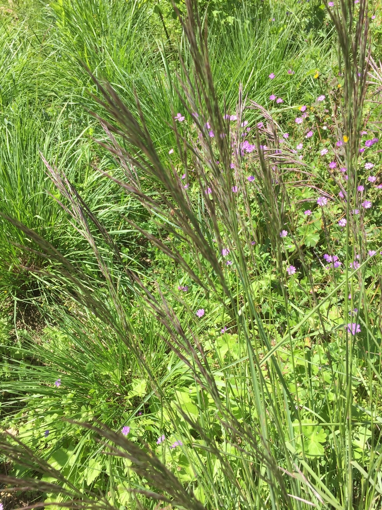 Upright Brome (Falkland Islands - Plants, Algae and Lichens) · iNaturalist