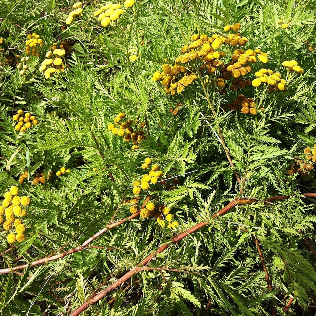 tansy from Lithgow NSW 2790, Australia on March 13, 2024 at 10:56 AM by ...