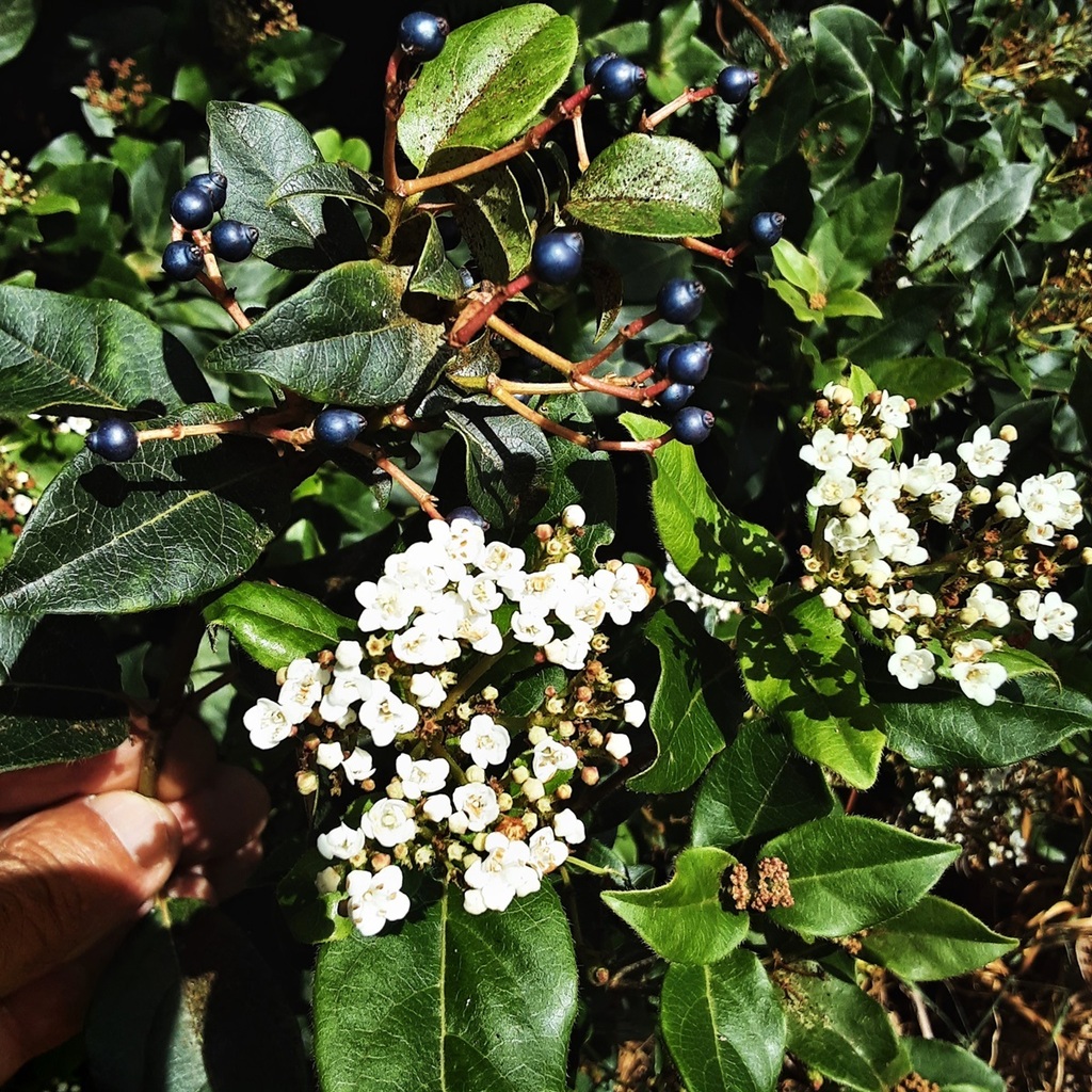 Laurustinus viburnum from Lithgow NSW 2790, Australia on March 13, 2024 ...