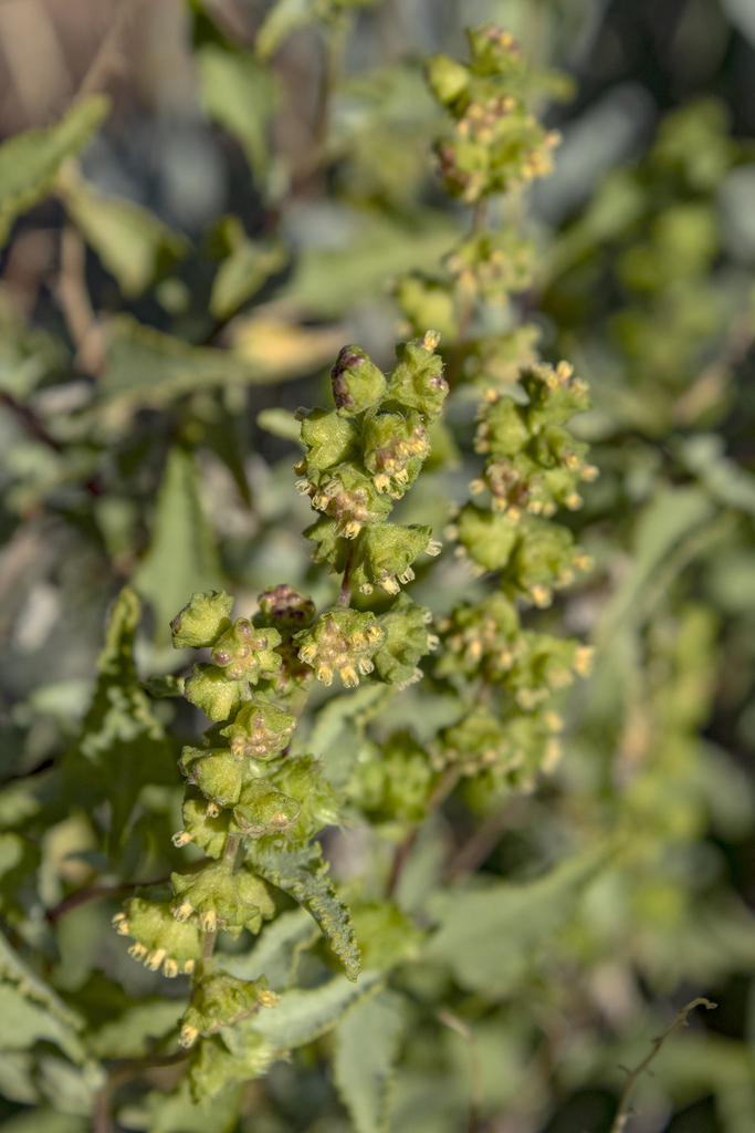 triangle-leaf bursage from Mesa, AZ, USA on March 13, 2024 at 09:26 AM ...