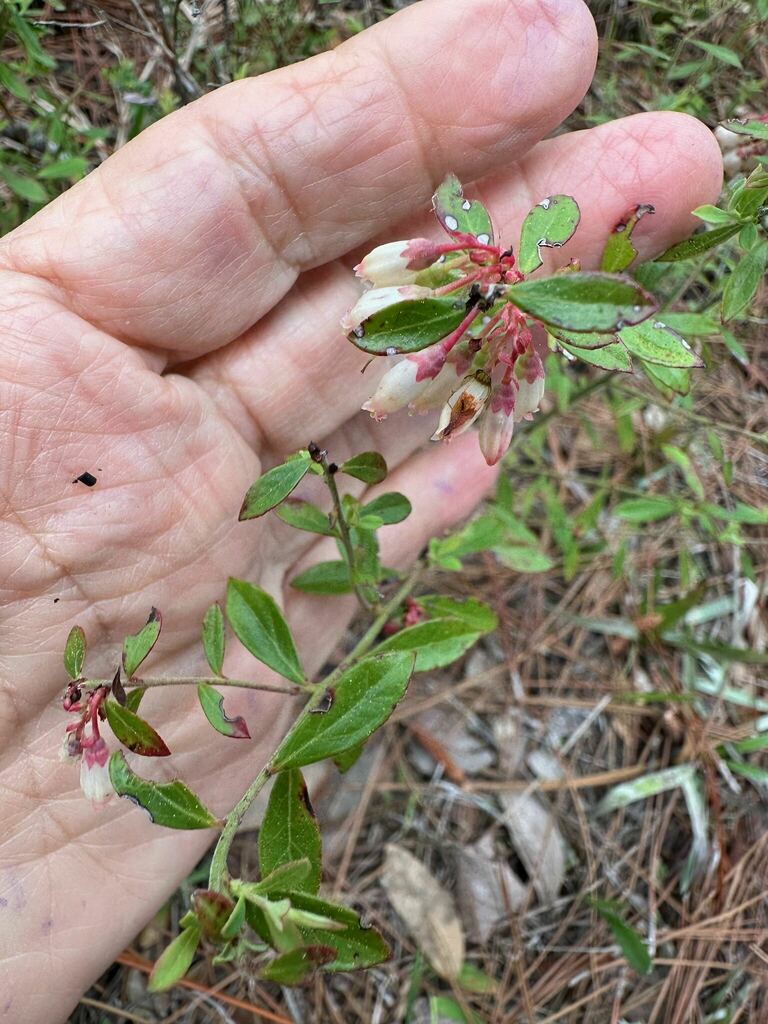 Darrow's Blueberry from Jackson, Mississippi, United States on March 13 ...