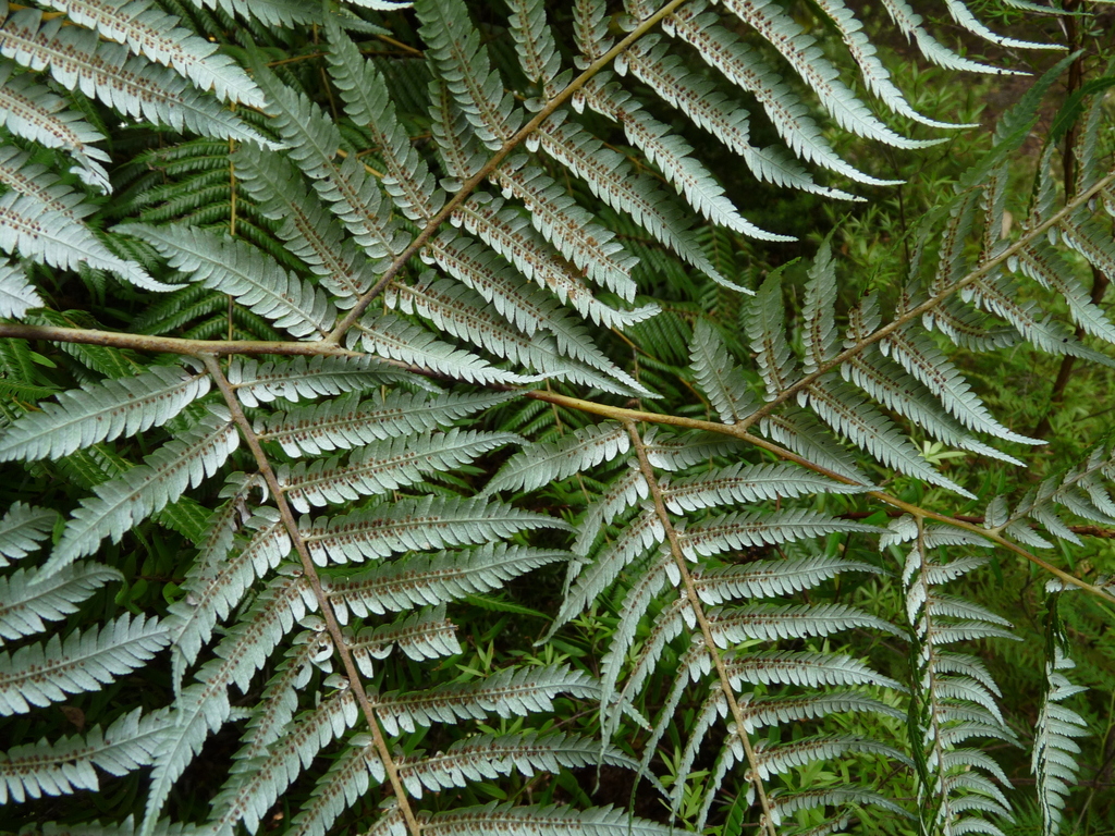 silver fern from Mangarākau 7073, New Zealand on March 12, 2024 at 01: ...